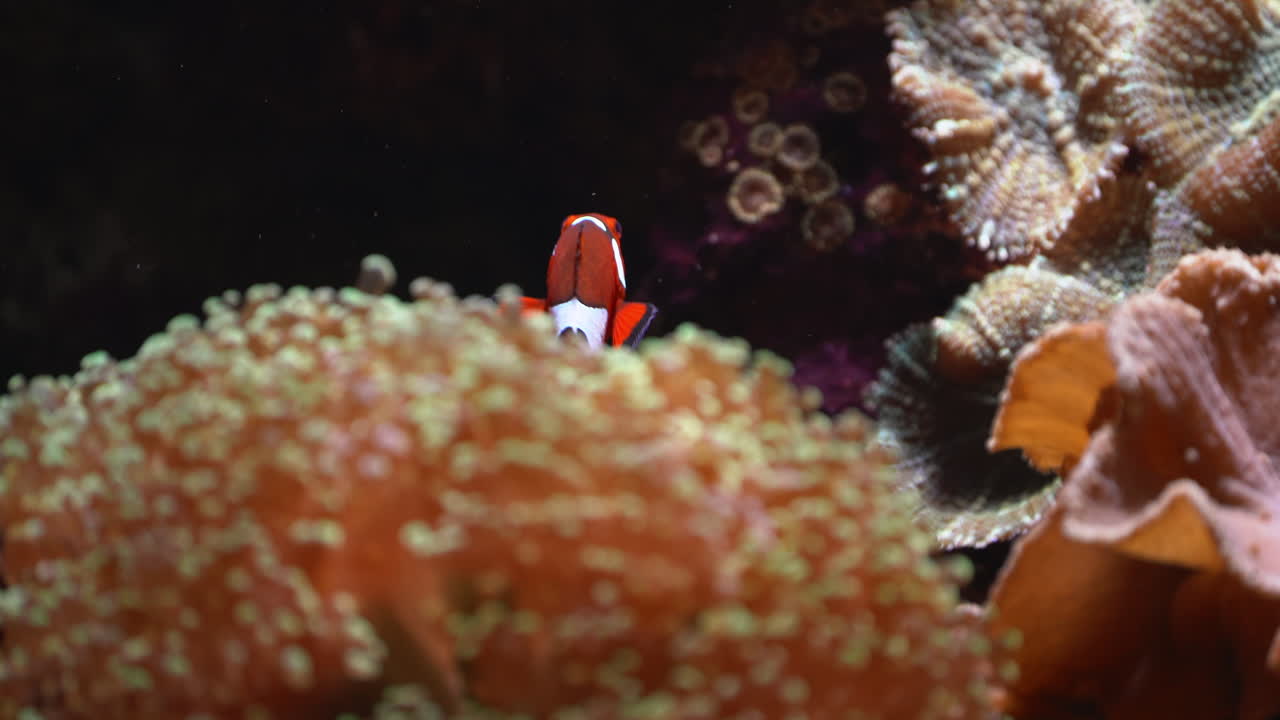 Premium stock video - Tracking shot of a baby clownfish swimming around ...