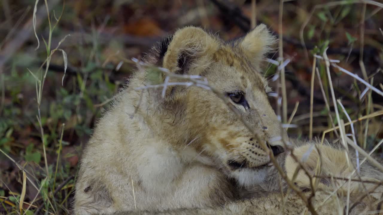 Premium stock video - Baby lion cub laying in grass in south africa ...