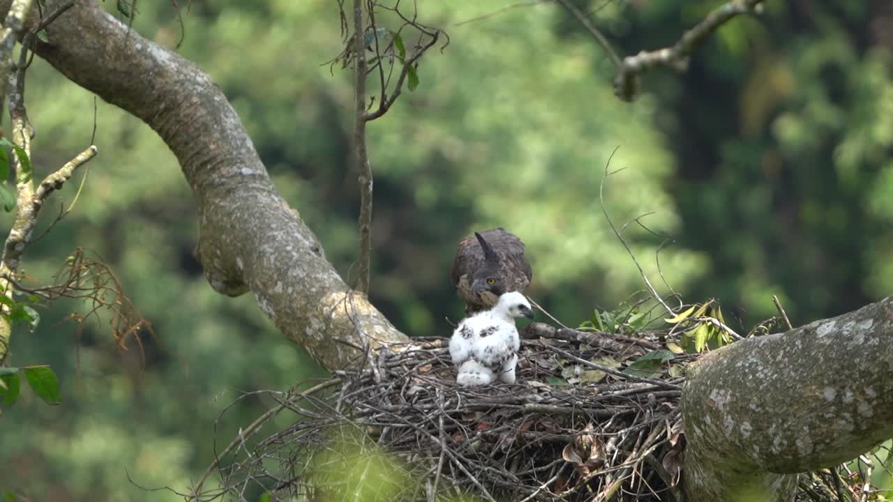 A young javan hawk eagle chick was waiting for its father in a nest in ...