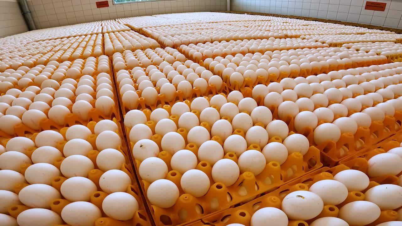 Premium stock video - Industrial egg pallets prepared to be processed ...