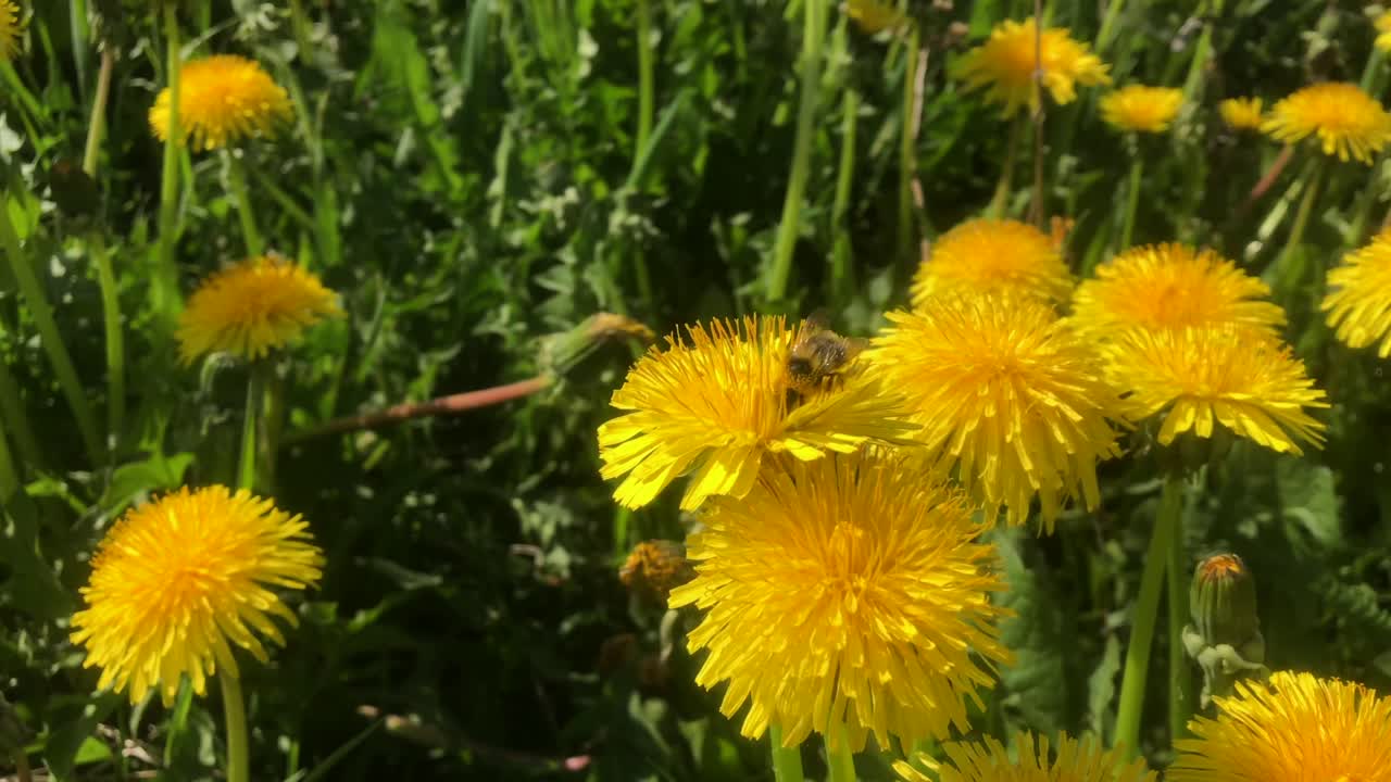 Premium stock video - Honeybee flyng flower to flower