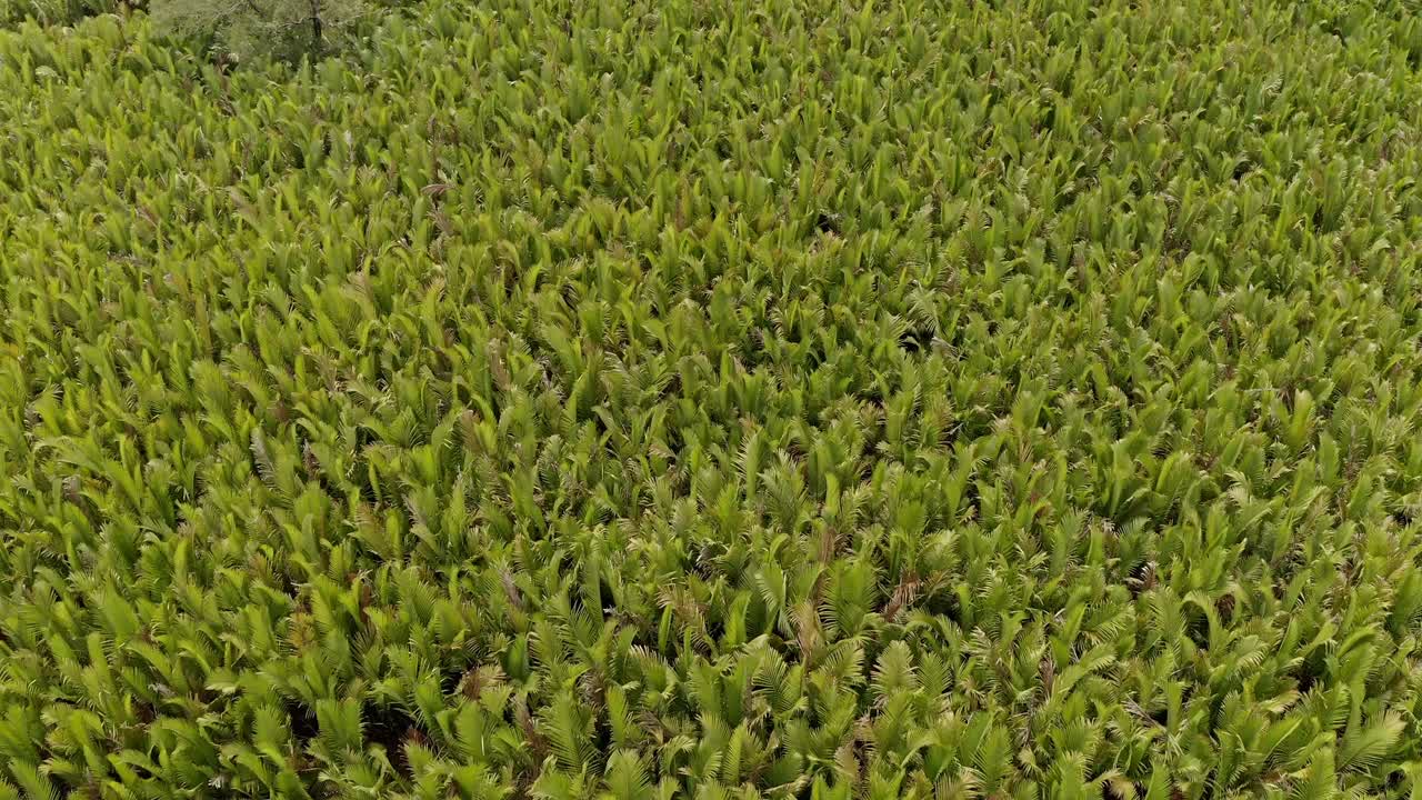 Aerial tilt-down view of a field of nipa-palms in a swampy area of ...