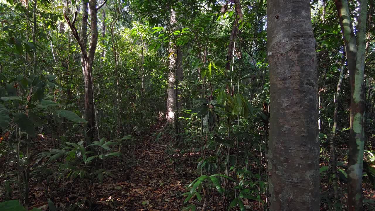 Vidéo de stock Premium - Végétation épaisse et dense de la jungle, sol ...