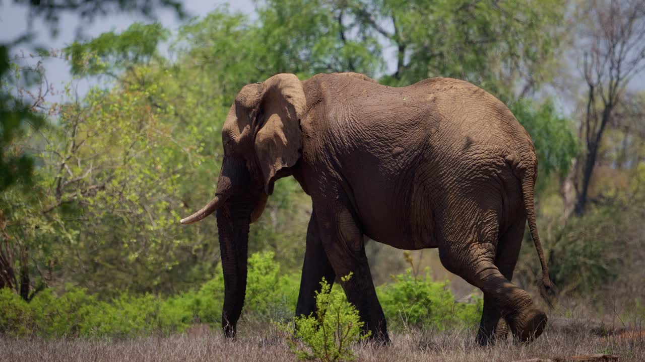 Premium stock video - Elephant walking in slow motion in gonarezhou ...