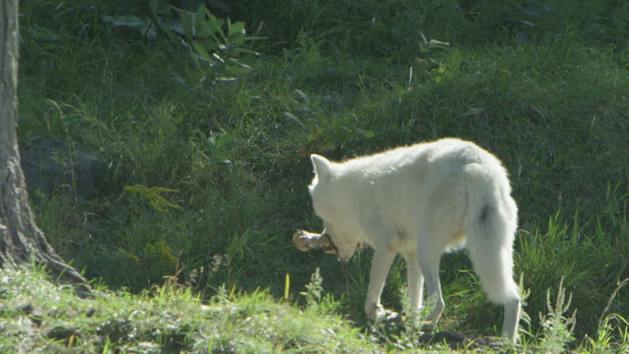 Premium stock video - Wolves in canadian boreal forest