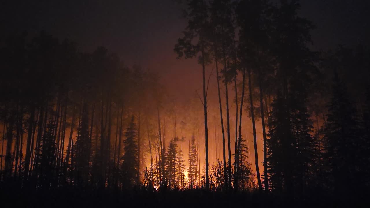 Wildfire Flames Illuminate Tall Pine Trees Forest With Red Orange Glow ...