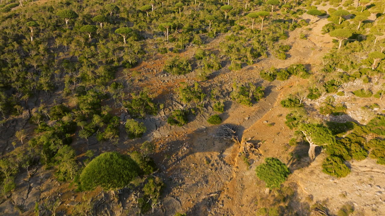 Flying Above Firhmin Forest With Native Dragon Blood Trees On Socotra ...
