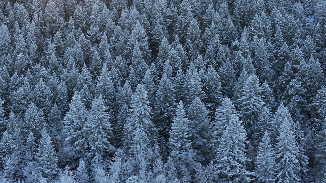 Descarga Gratis Vídeos De Stock De Colorado Navidad Sombreado Guays ...