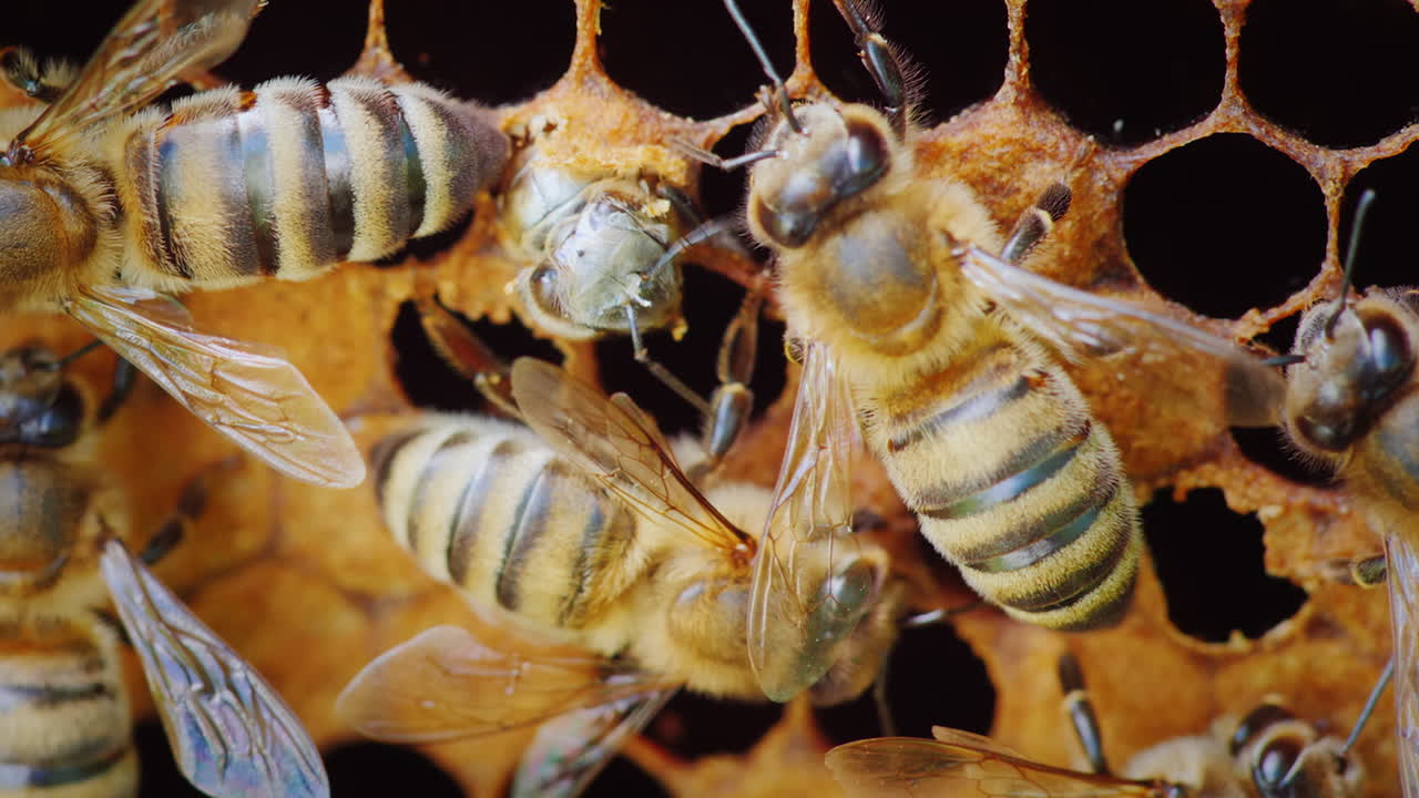 Premium stock video - A newborn bee appears from the honeycomb cell hd ...