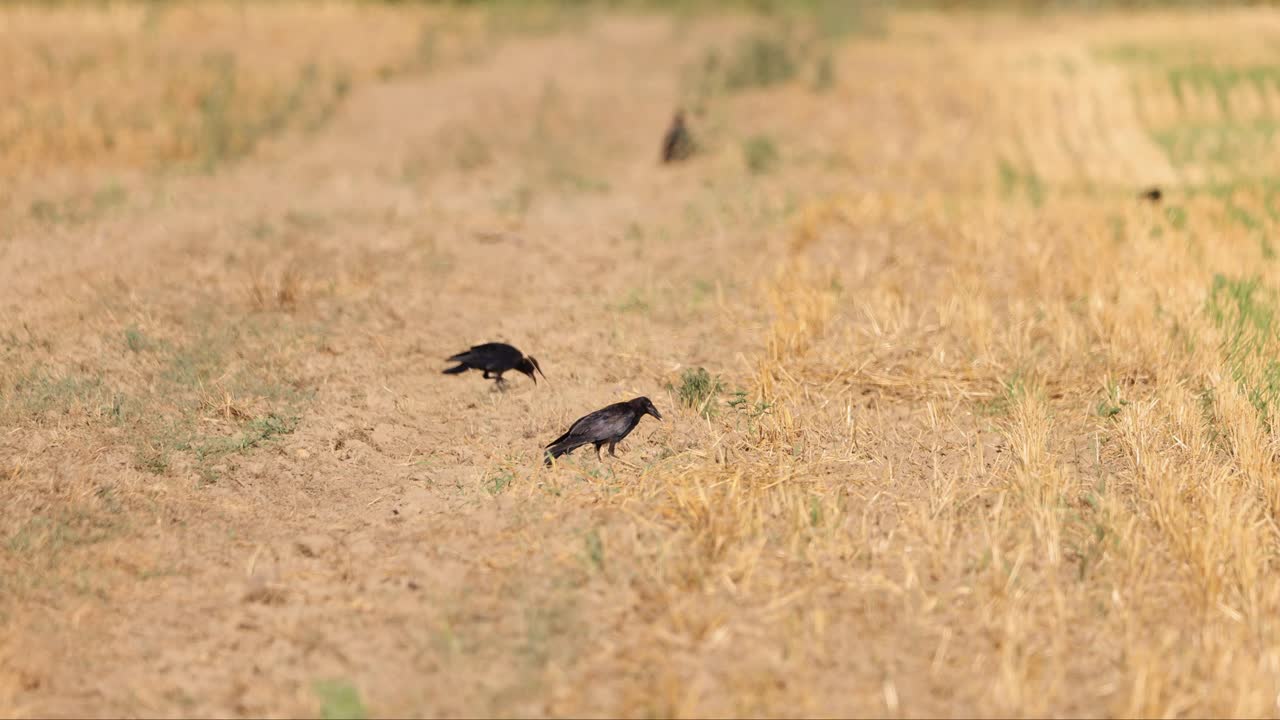 Rook, Raven, Crows On A Wheat Field Eating Remaining Seeds From The Dry ...