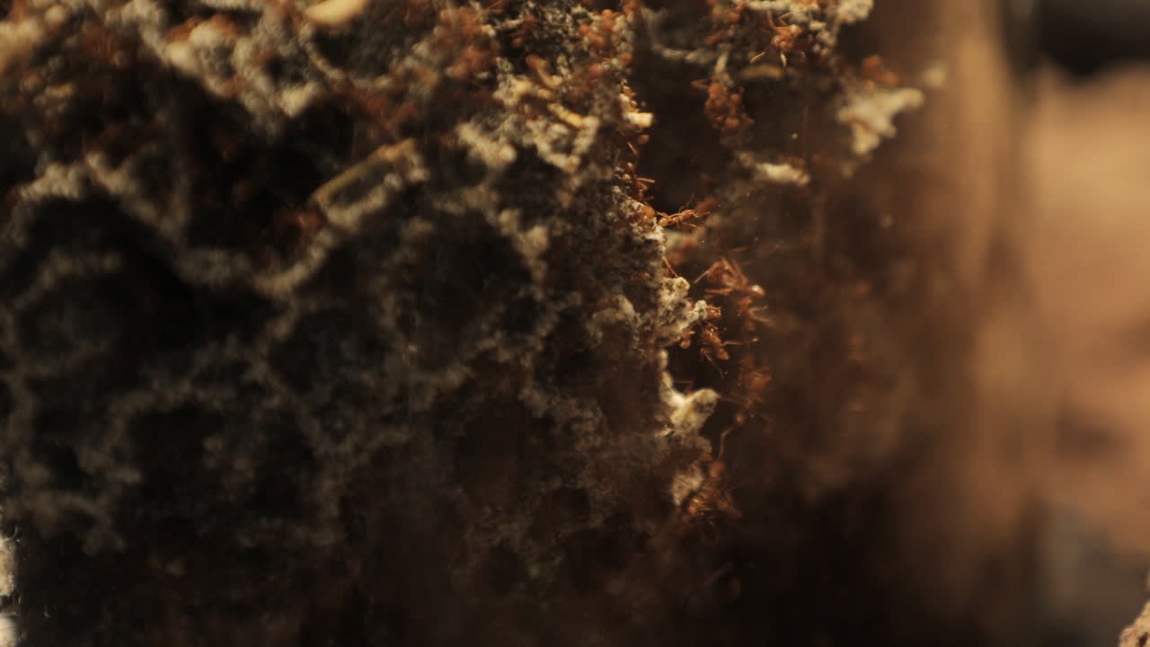 Leafcutter Ants At The Chamber With Fungae Used As Food Free Stock ...