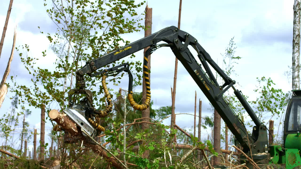 Logger With Robotic Arm Lifting And Sawing Logs In Forest ...