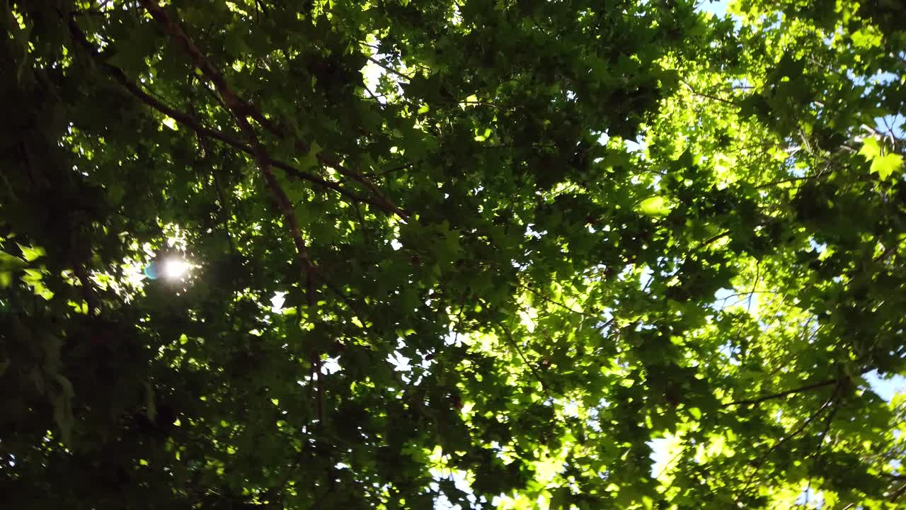 Rotating stabilized view of maple tree canopy, green living nature ...