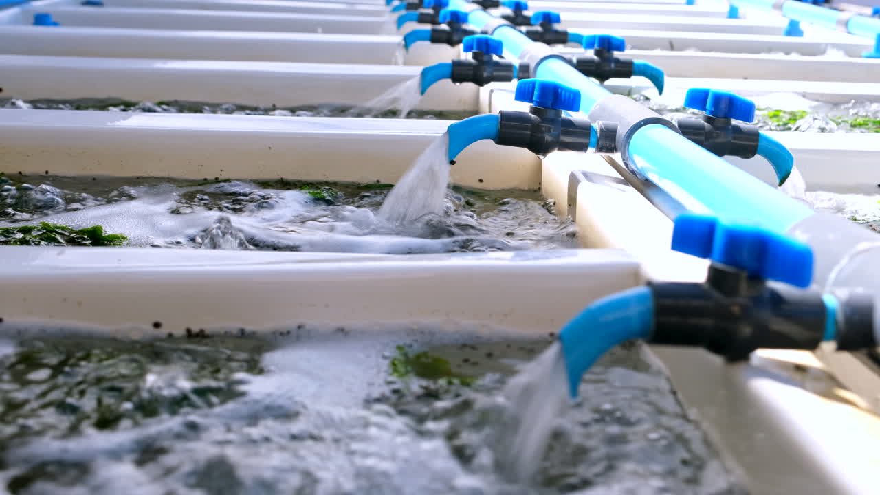 Sea water from pvc taps flowing into abalone tanks, aquaculture Premium ...