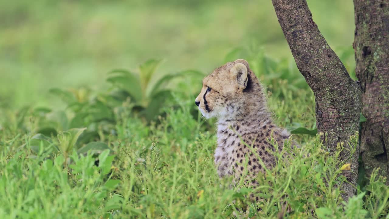 Premium stock video - Cheetah cub close up portrait in africa in ...