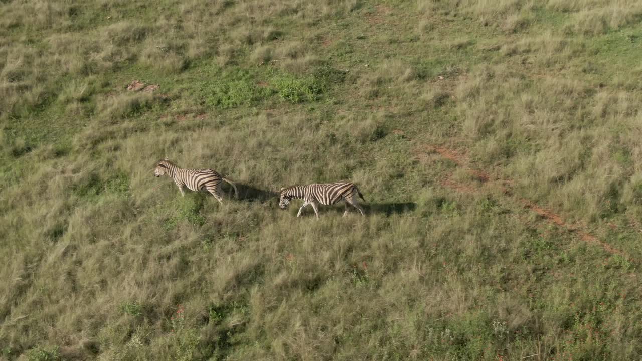 Premium stock video - Drone aerial of two zebra's walking on lush green ...