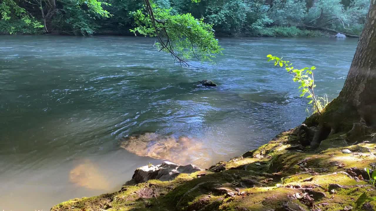 River flows swiftly down stream, sunlight breaks through tree canopy ...