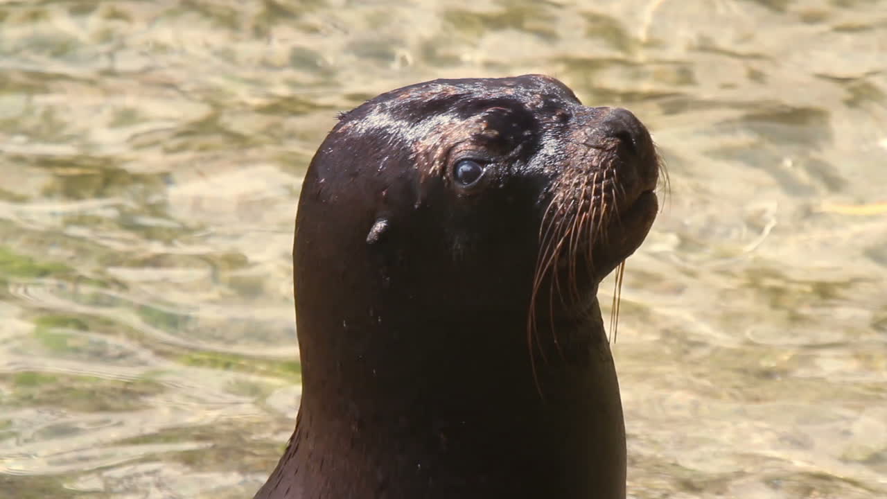 Free stock video - Sea lion 08 2