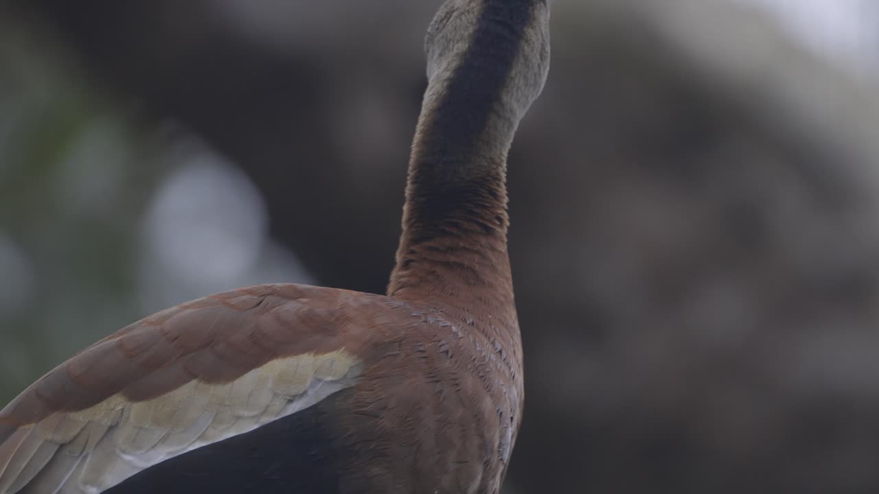 Premium stock video - Black-bellied whistling duck closeup portrait ...