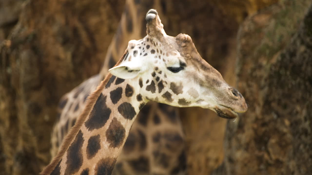 Free stock video - Animals in zoo 90