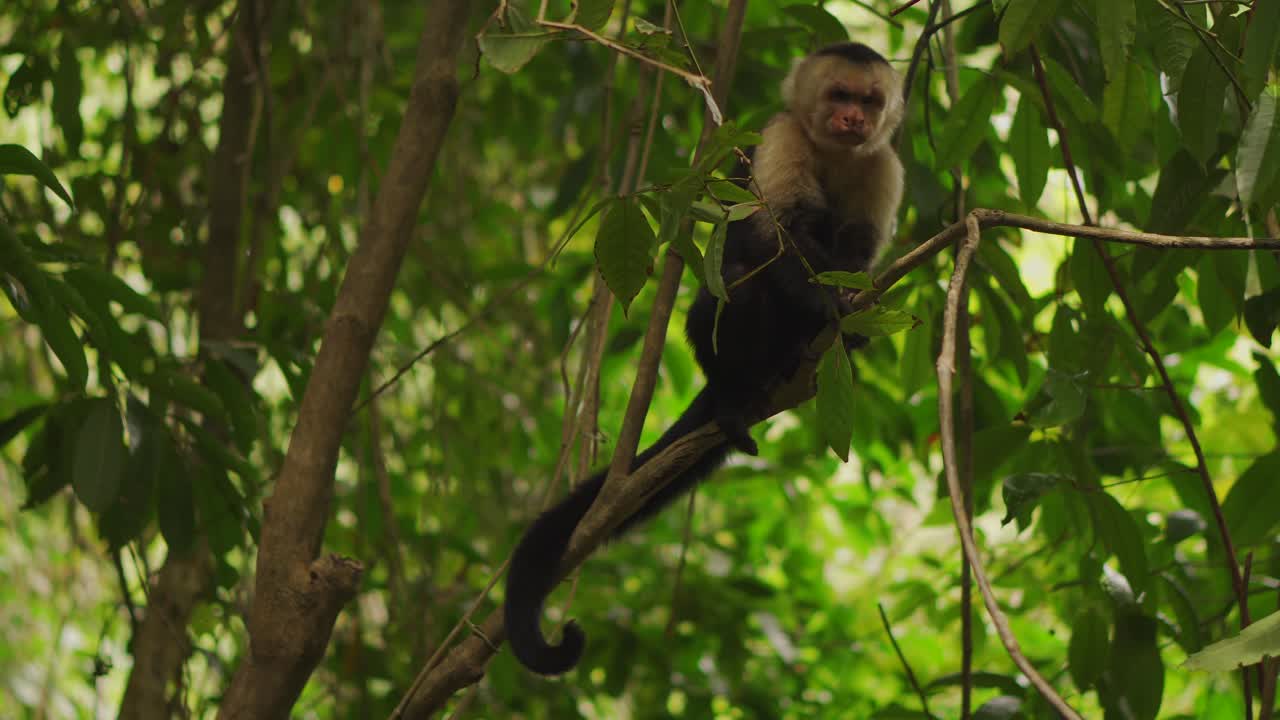Grumpy looking white-headed capuchin monkey scratching themselves ...
