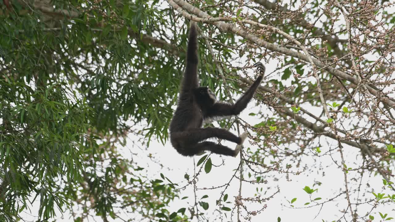 Hanging With Its Right Hand As The Left Hand Reaches For Some Fruits ...