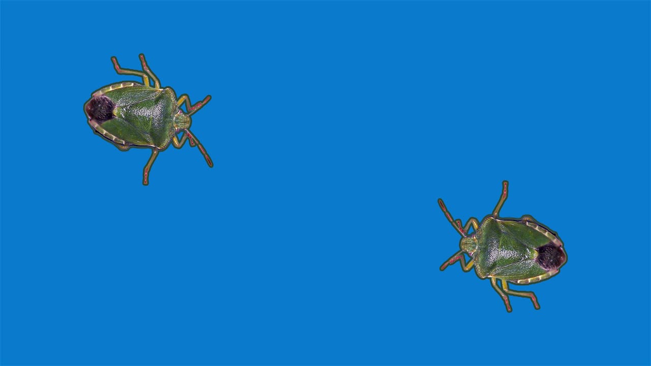 green stink bug blue background bluescreen | freepik