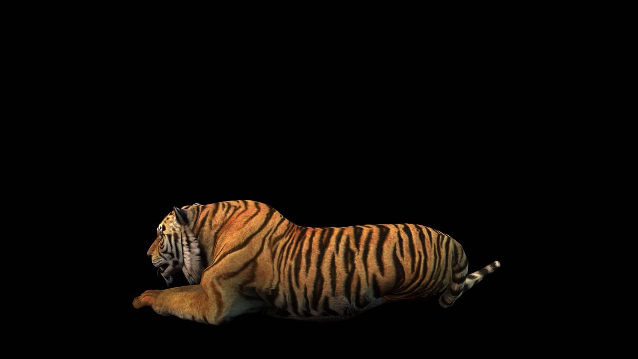 A Tiger Resting On Black Background With Alpha Channel Included At The ...