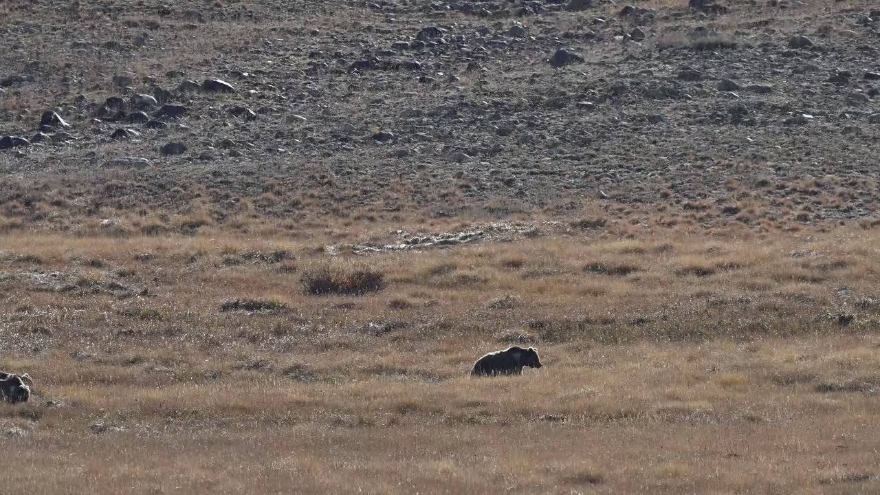 Himalayan brown bear with Cubs grazing in Deosai national park ...