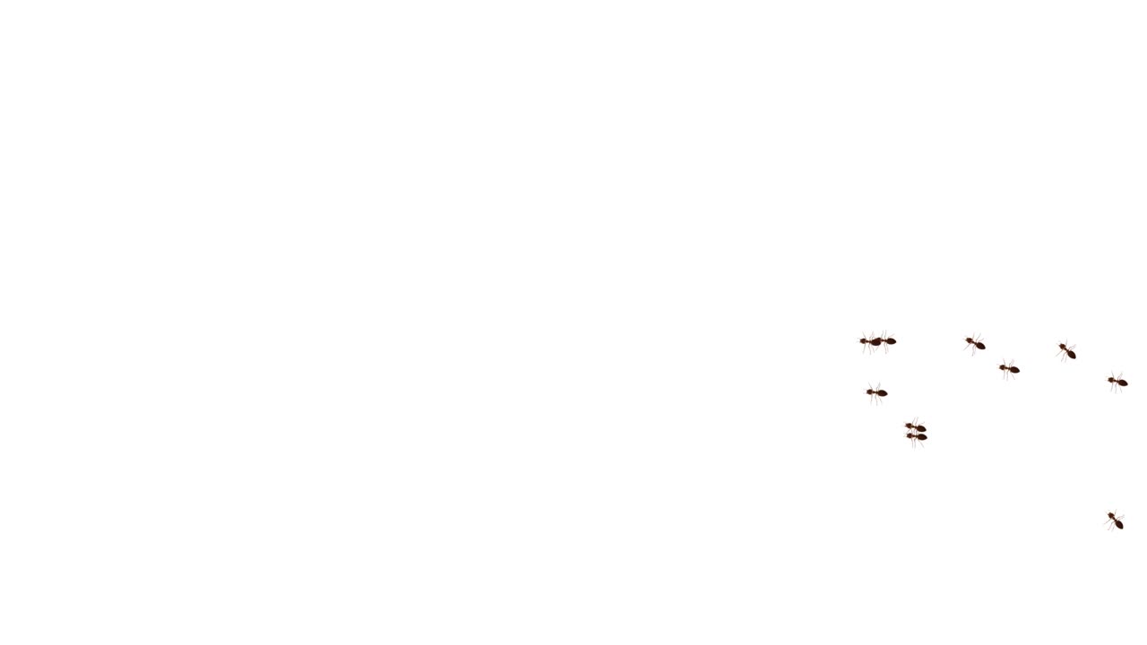 Line of worker ants marching in search of food on white background ...