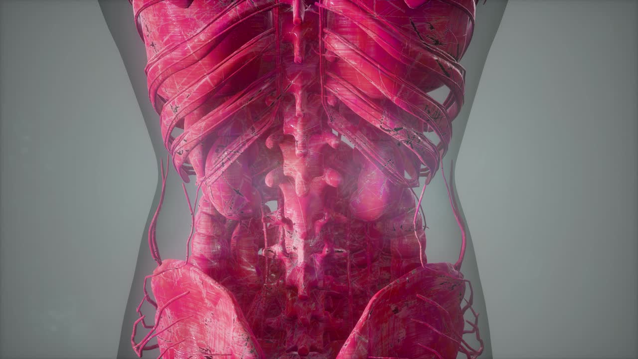 Premium stock video - Anatomy tomography scan of human body