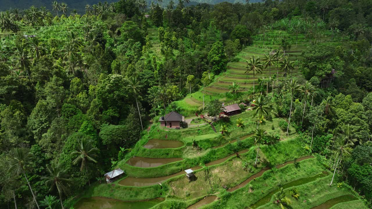 Rice field terrace on elevated tropical hill of remote lemukih village ...