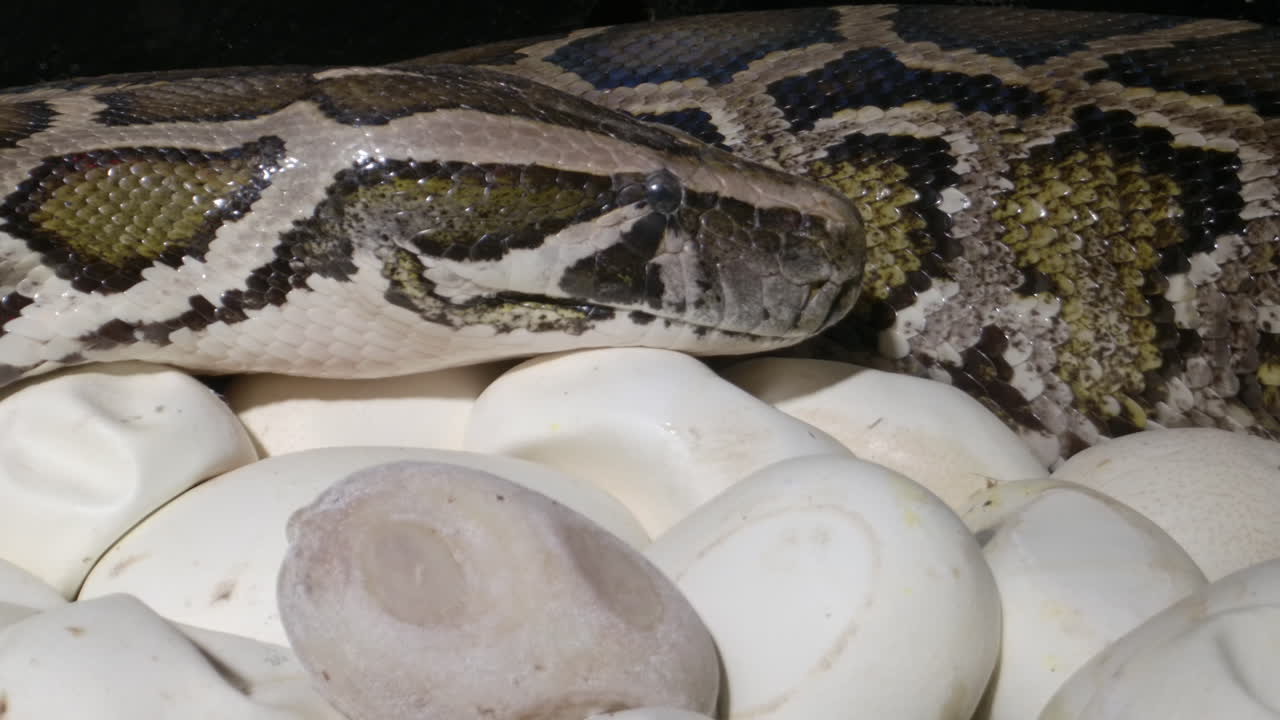 Vidéo de stock Premium - Python femelle surveillant ses oeufs dans le nid