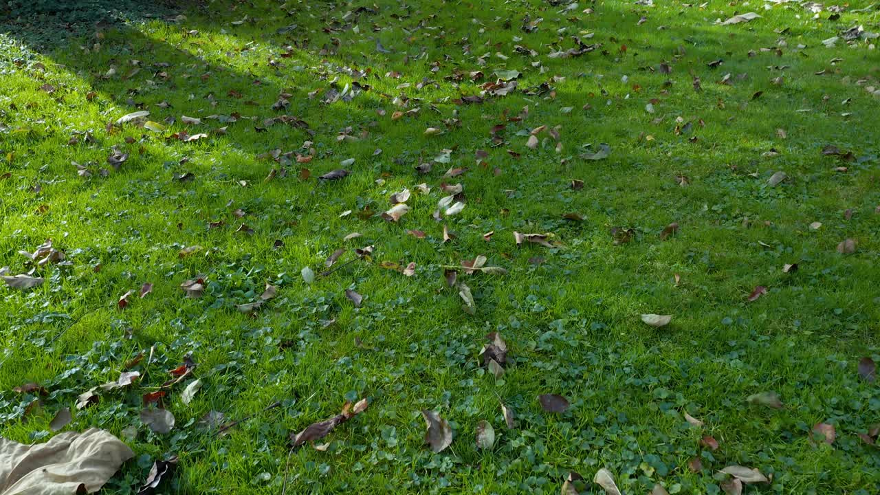 Premium stock video - Long dolly shot of grass and leaves by drone