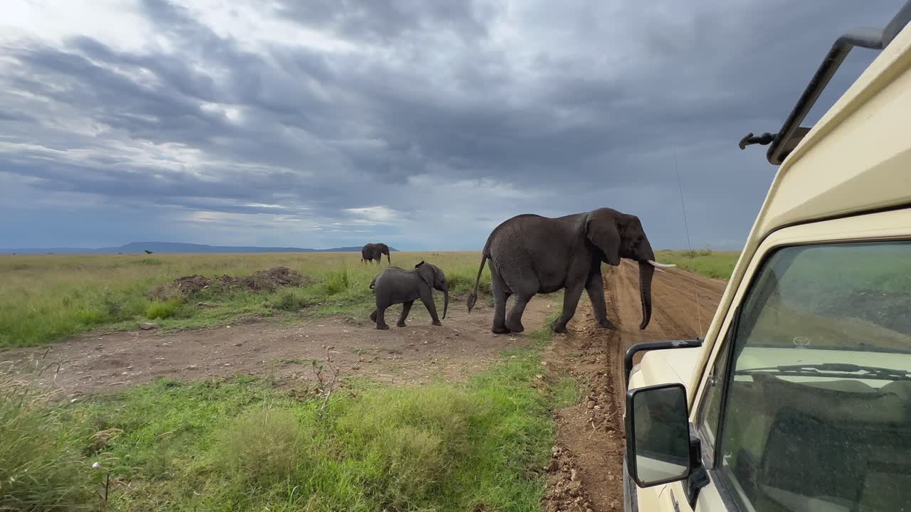 African bush elephants (Loxodonta africana) crossing the road in front ...