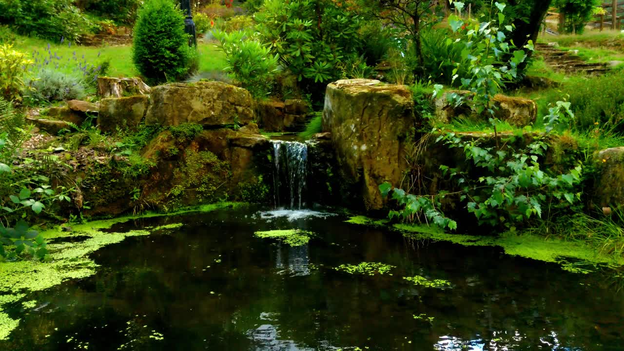 A Small Stream Flowing Into A Nice Pond With Lots Of Vegetation Free ...