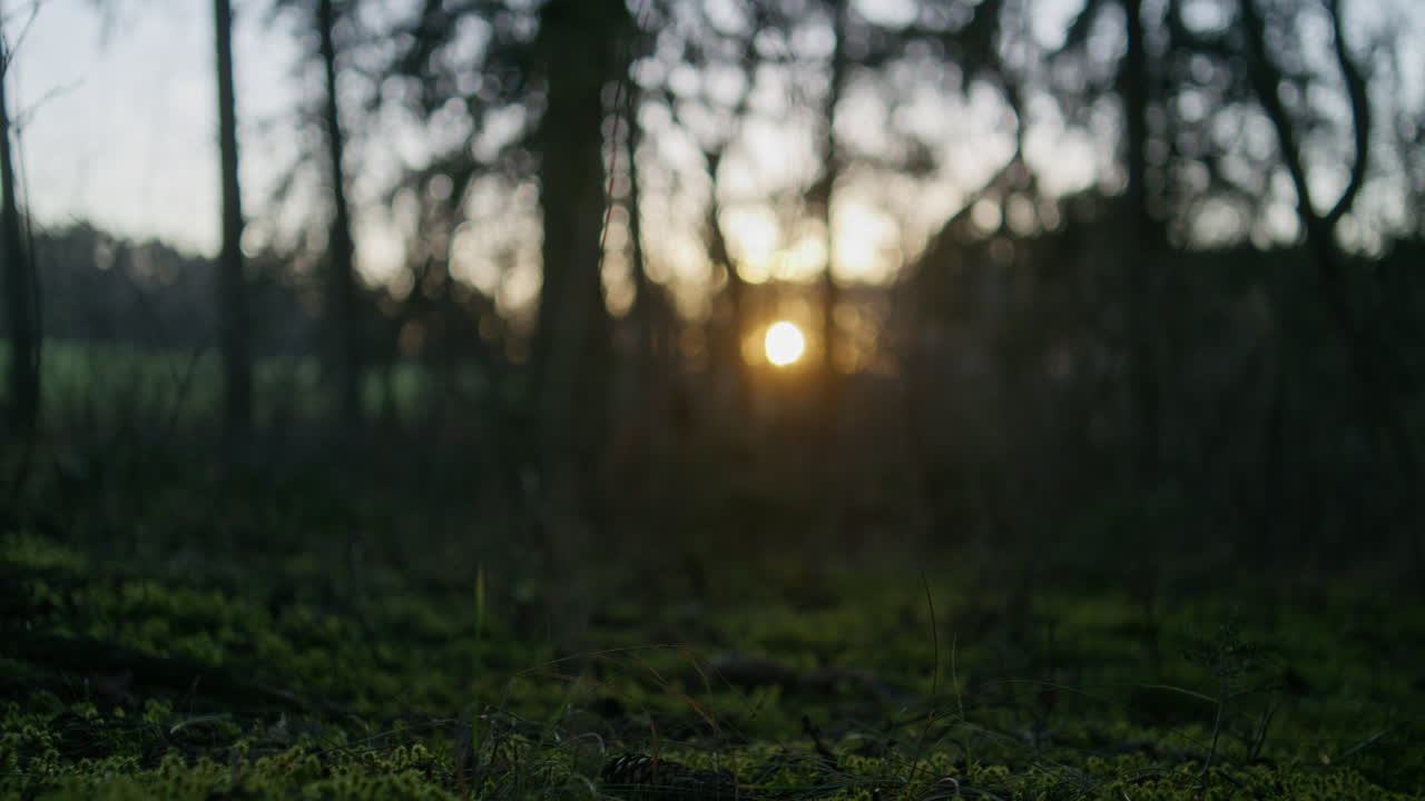 Premium stock video - Close up shot of moss in the foreground lit by ...