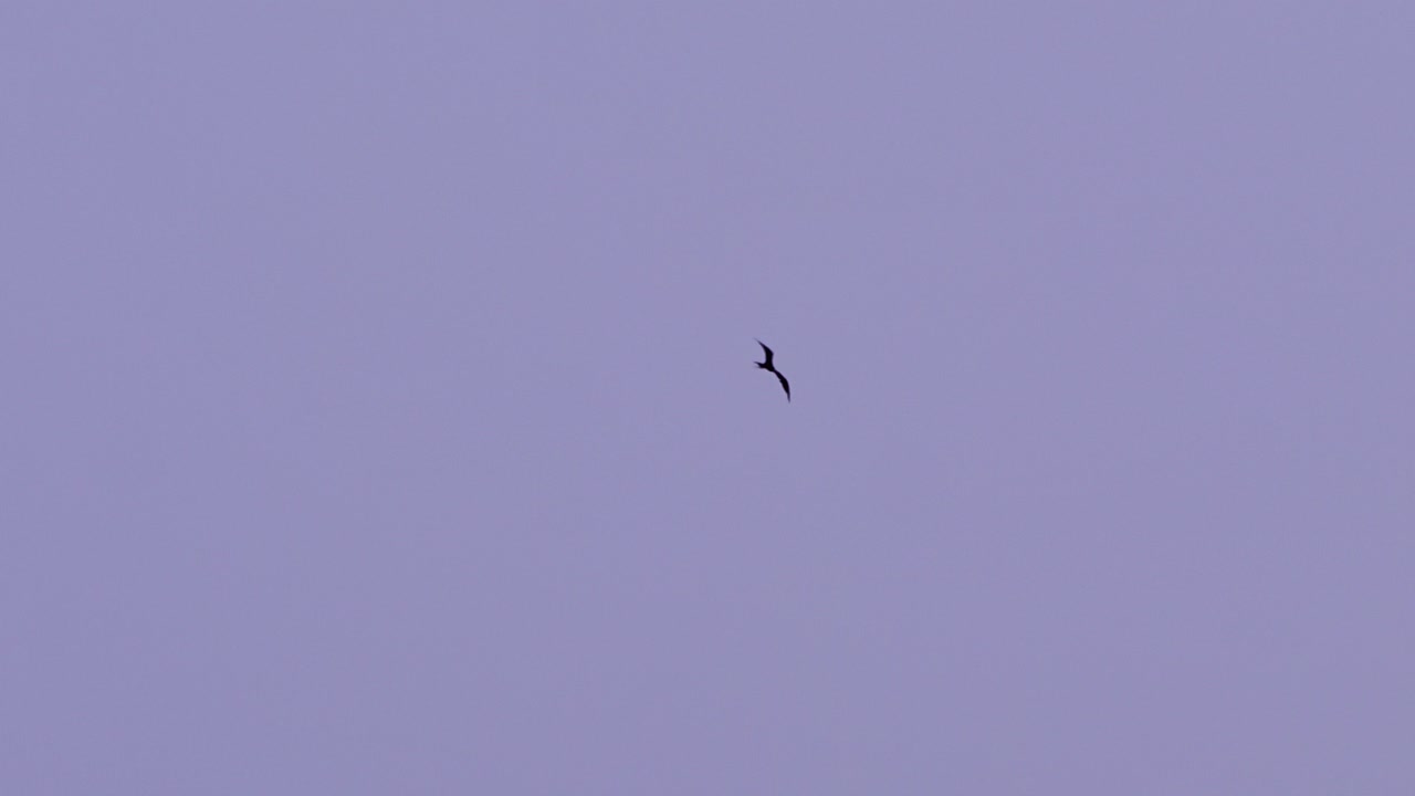Premium stock video - 4k 100 fps frigate bird soaring through the sky ...