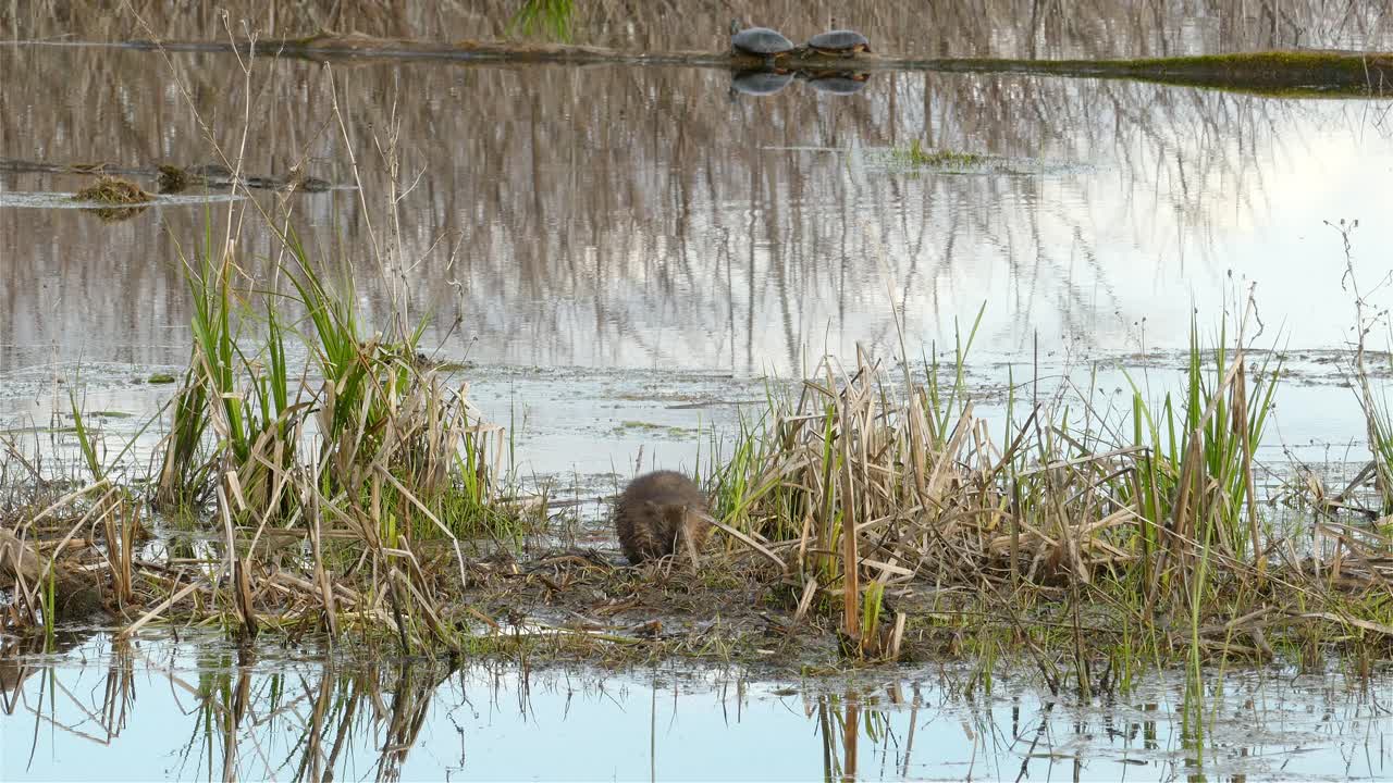 Premium stock video - A cute little beaver digging around in the dirt