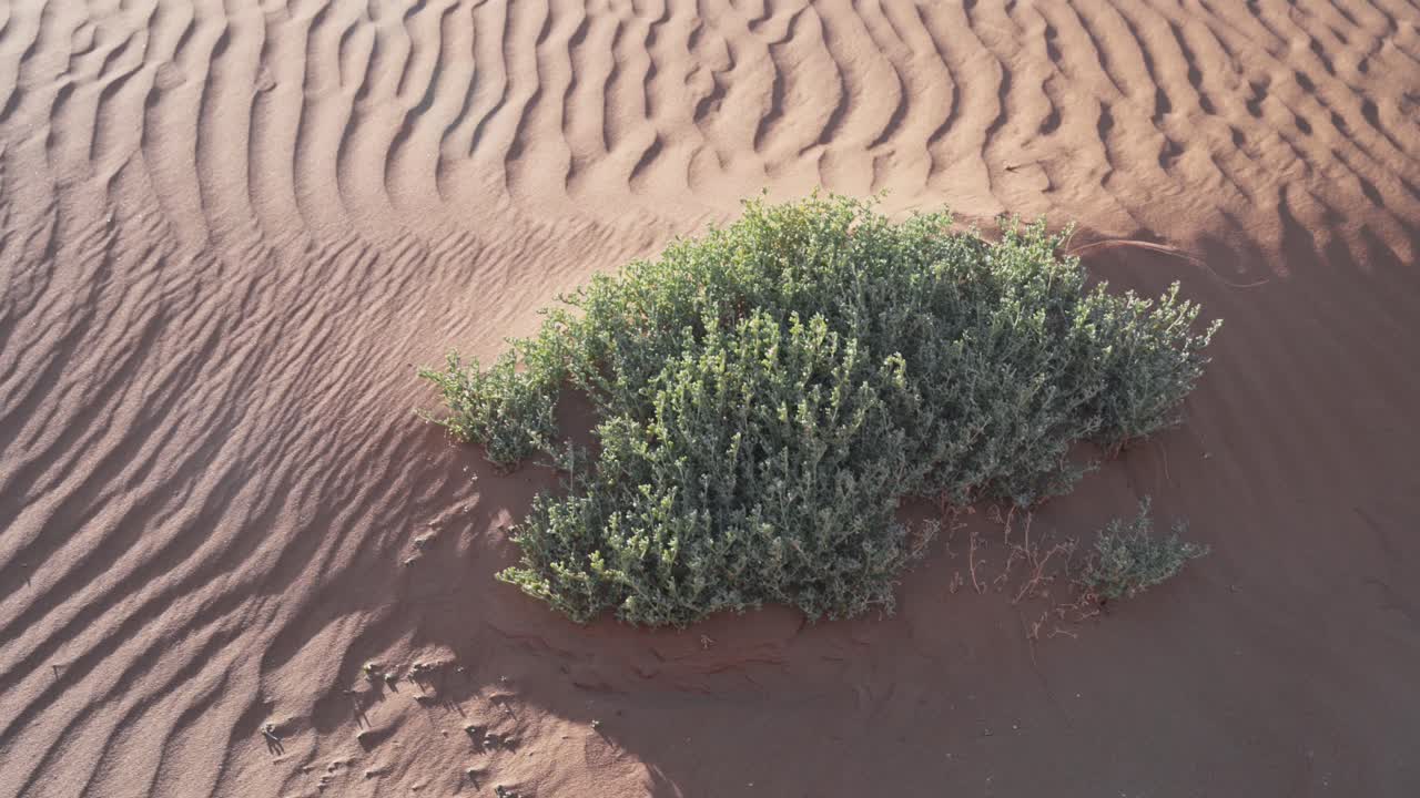 Premium stock video - Green bush growing in wavy sand of sahara desert ...