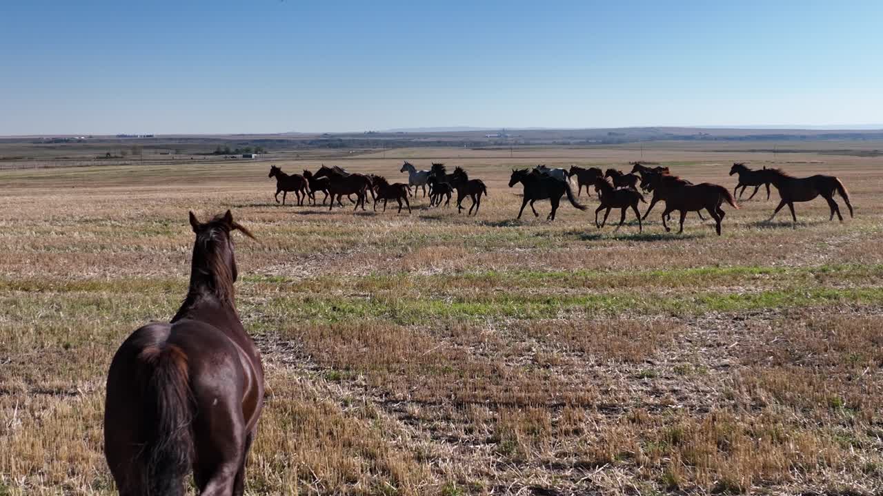 Slow Motion 4K Footage Of Wild Horses Running Across The Prairies Free ...