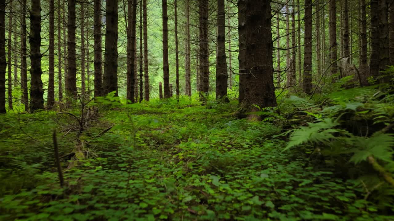 View of the forest in norway. beautiful nature of norway. the camera ...