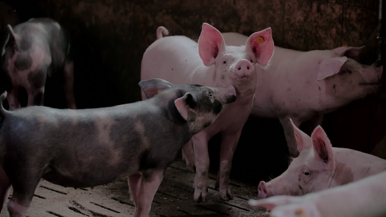 Pigs at livestock agriculture farm pork production piglet breeding at ...