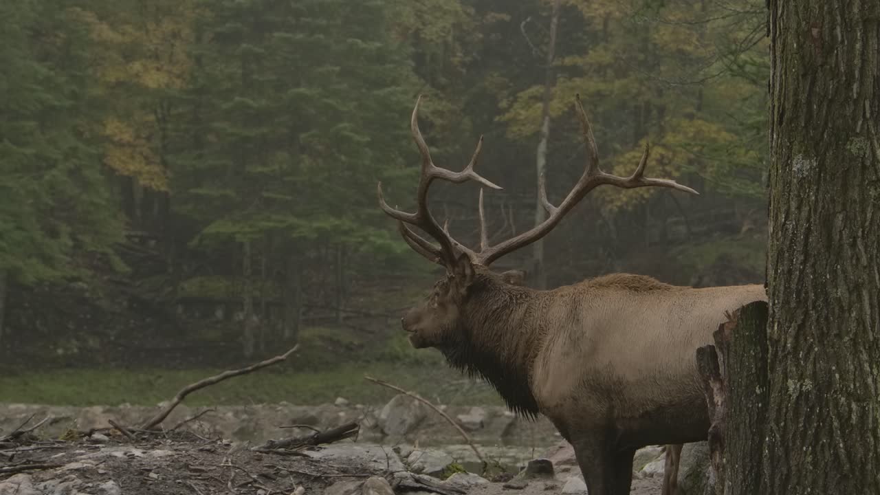 Elk Bull Calls Out During Mating Rut Rear View Misty Day Free Stock ...