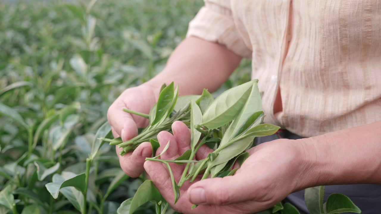 Premium stock video - A bevy of girls were picking tea on the hillside