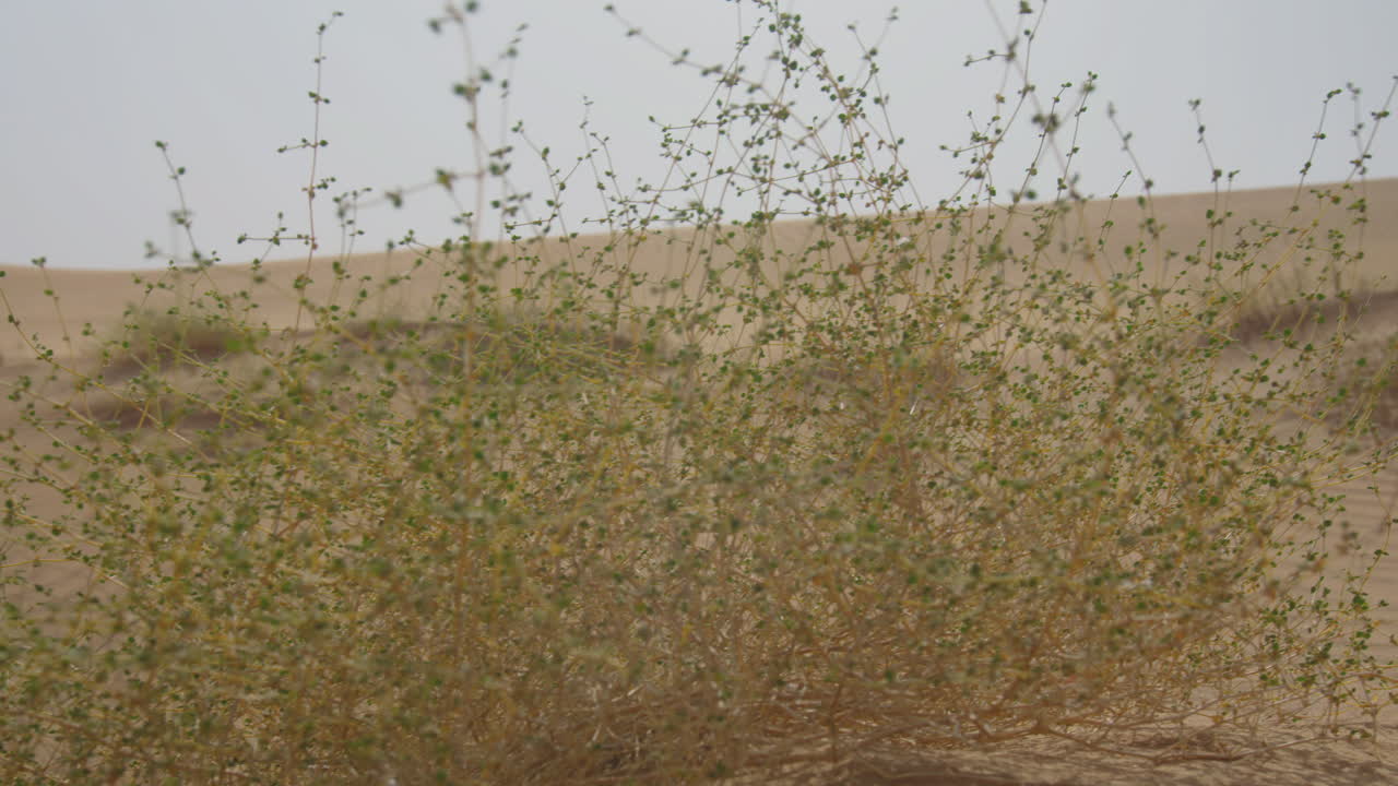 Close up of desert shrubs blowing in the wind Free Stock Video Footage