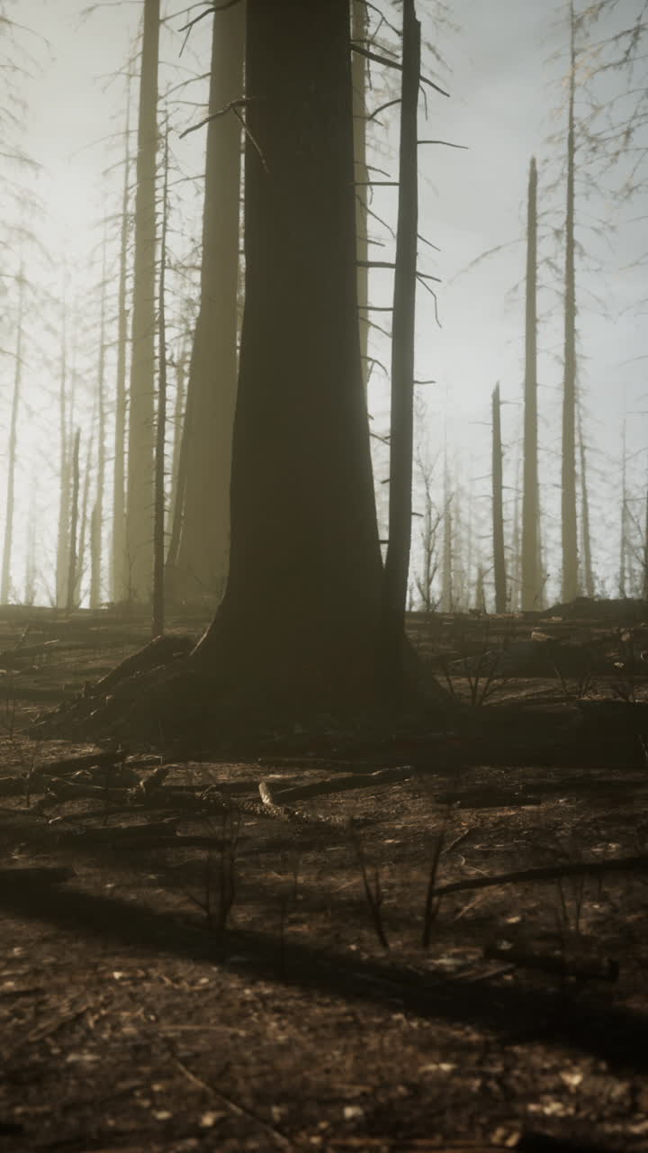 Burnt forest aftermath Premium Stock Video Footage