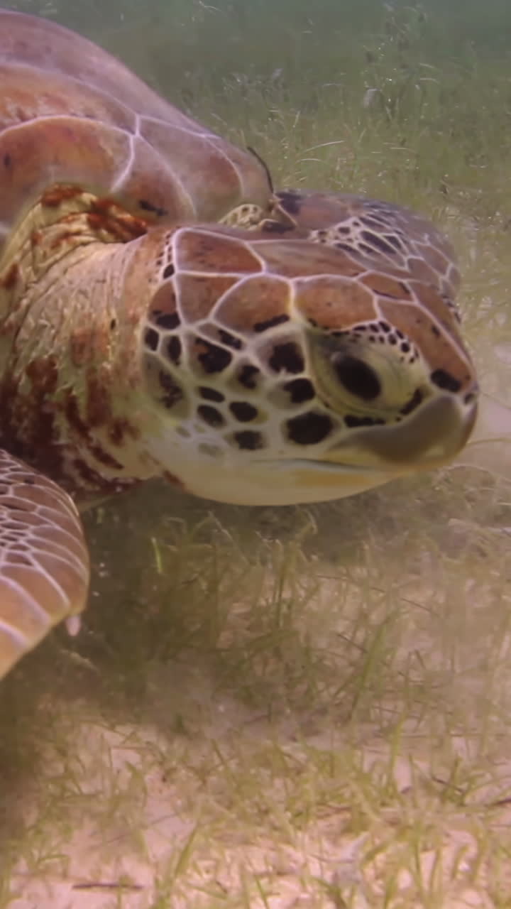 Loggerhead turtle underwater Premium Stock Video Footage