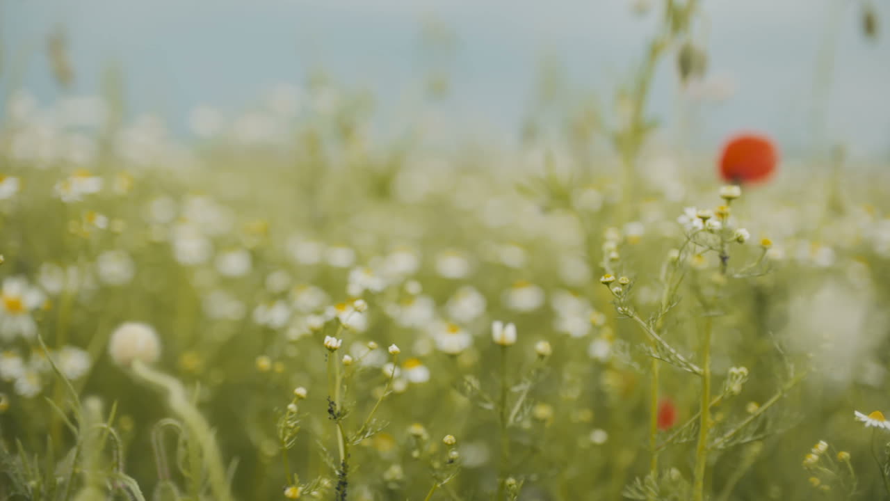 Premium stock video - Beautiful poppy seed field blooming poppies