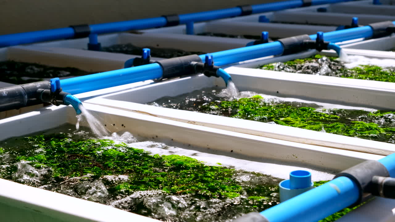PVC Taps Release Sea Water Into Abalone Tanks Filled With Seaweed ...